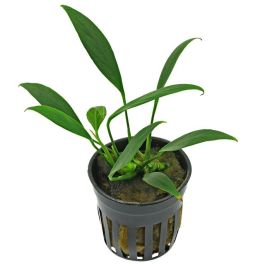 anubia barteri angustifolia, planta de acuario resitente