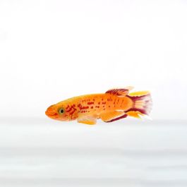 Aphyosemion australe - Cabo López, Killi Cola de Lira