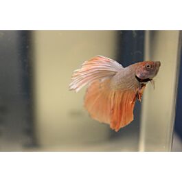 betta super delta, Betta splendens