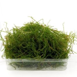 Taxiphyllum Flame es un musgo de crecimiento lento para acuarios