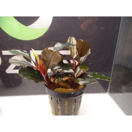 comprar Bucephalandra Belindae