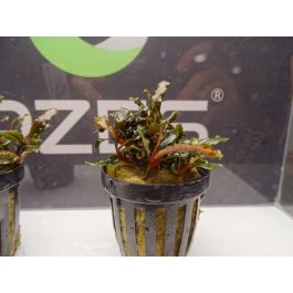 comprar Bucephalandra Catherine