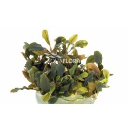 comprar Bucephalandra 'Blue Green'