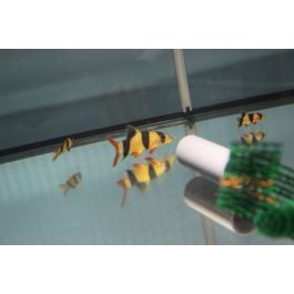 comprar botia payaso online, Chromobotia Macracanthus o Botia payaso ...