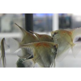 Pterophyllum scalare o Escalar o pez ángel Amapa Red Back