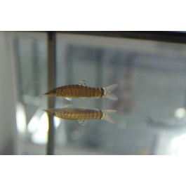 Botia tigre - Botia helodes