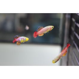 Killi Notho cola roja - Nothobranchius guentheri