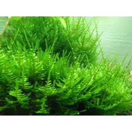 Taxiphyllum 'Spiky' o Spiky moss es un musgo en blister