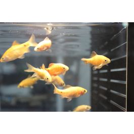 Puntius conchonius - Barbo conchonius