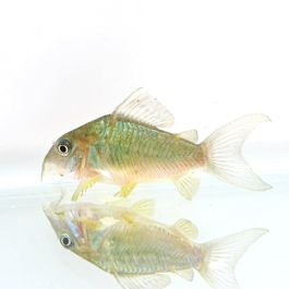 Corydoras (Brochis) splendens, Cory esmeralda