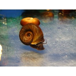 CARACOL PLANORBIS corneus , INDOPLANORBIS EXUSTUS