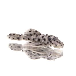 L264 Leporacanthicus joselimai comprar peces Pleco Sultán