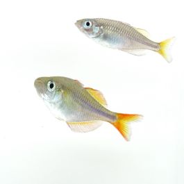 Melanotaenia praecox comprar Pez arcoriris neón