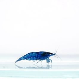 Neocaridina heteropoda comprar online Gamba Azul turquesa