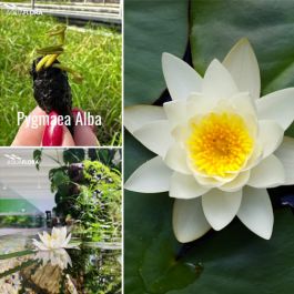 Nymphaea 'Pygmaea Alba', planta para estanque de flor blanca