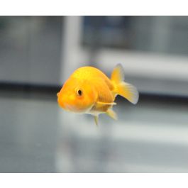 Oranda ranchú - carassius auratus