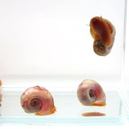 CARACOL PLANORBIS ROJO , INDOPLANORBIS EXUSTUS