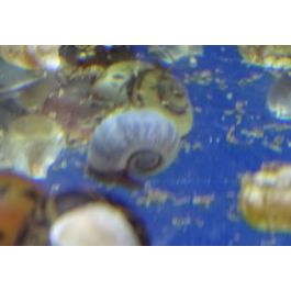 CARACOL PLANORBIS Azul , INDOPLANORBIS EXUSTUS