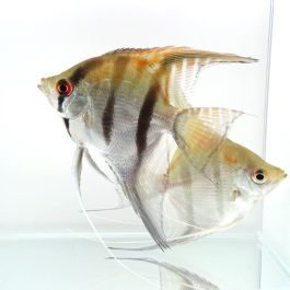 Escalar red back Manacapuru mediano para acuarios