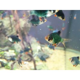 Puntius tetrazona green, Barbo Tetrazona verde