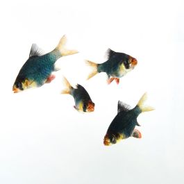 Puntius tetrazona green, Barbo Tetrazona verde