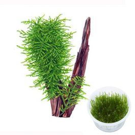 Taxiphyllum 'Spiky' o Spiky moss es un musgo en tarrina grow para ...