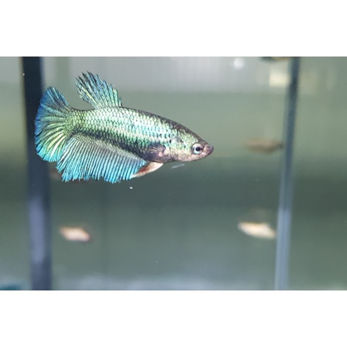 compra betta media luna o halfmoon en tienda de peces