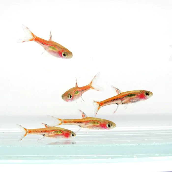 microrasbora brigittae