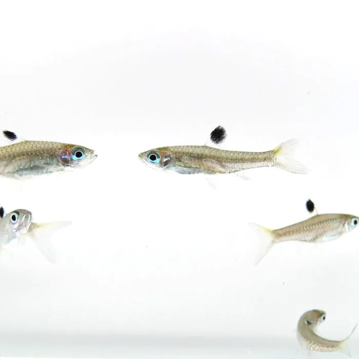 rasbora dorsiocellata