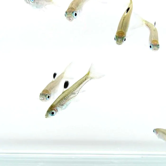 rasbora dorsiocellata